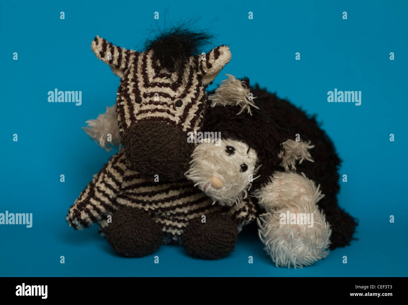 Two soft toys - a zebra and a cat - hugging on a plain single colour ...