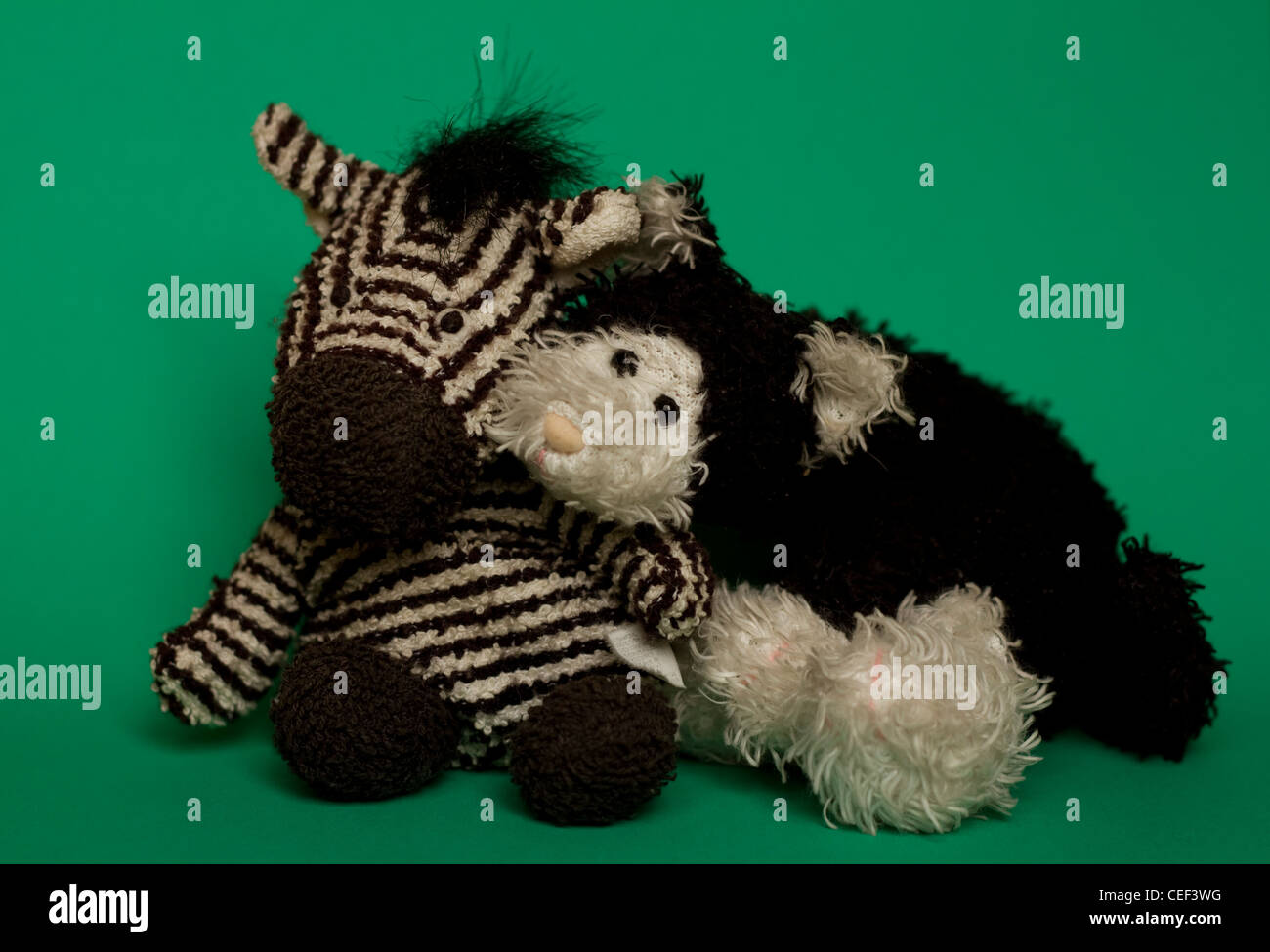 Two soft toys - a zebra and a cat - hugging on a plain single colour ...