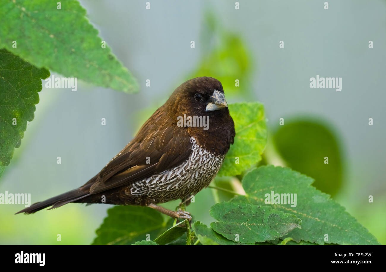 Society Finches Male Or Female