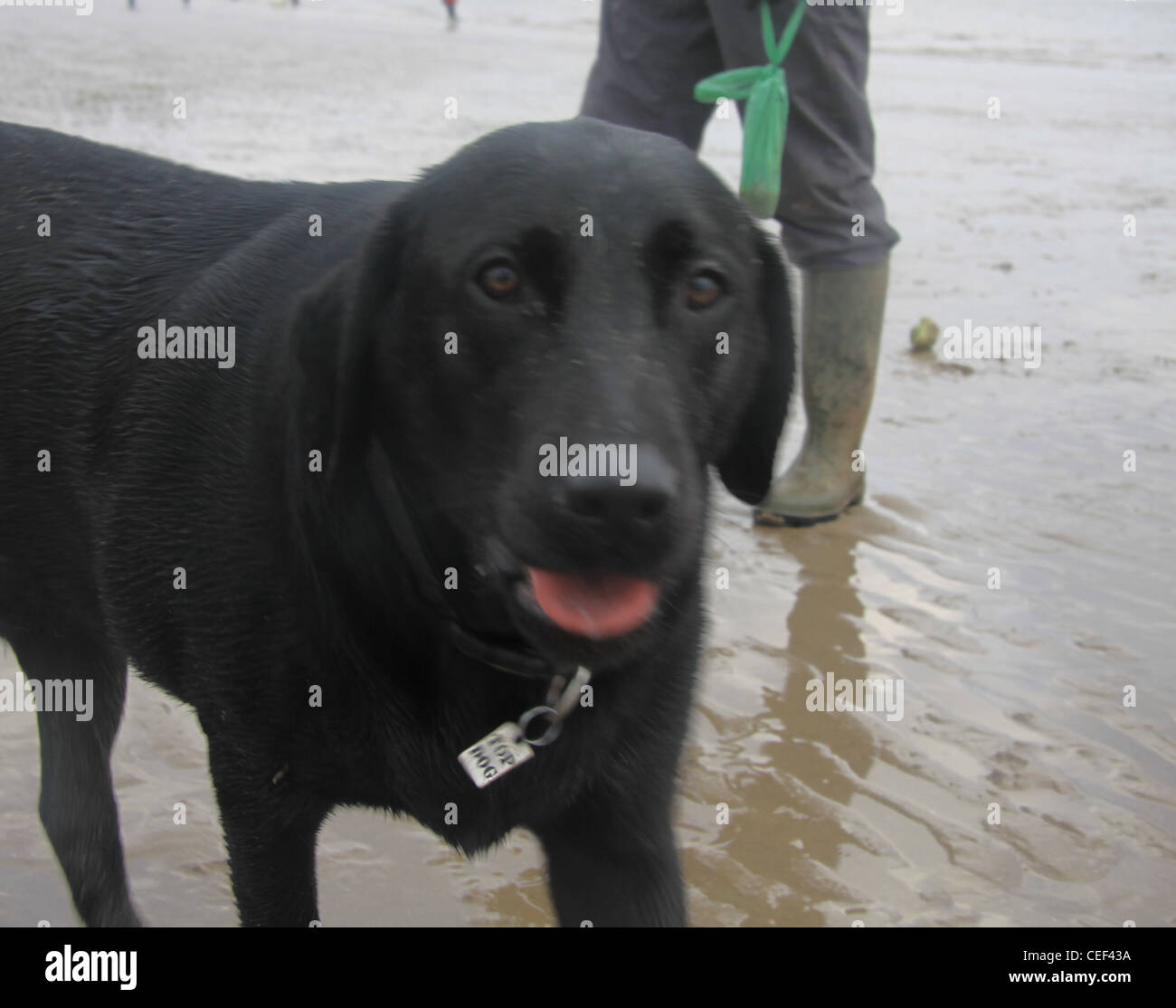 black lab close up Stock Photo - Alamy