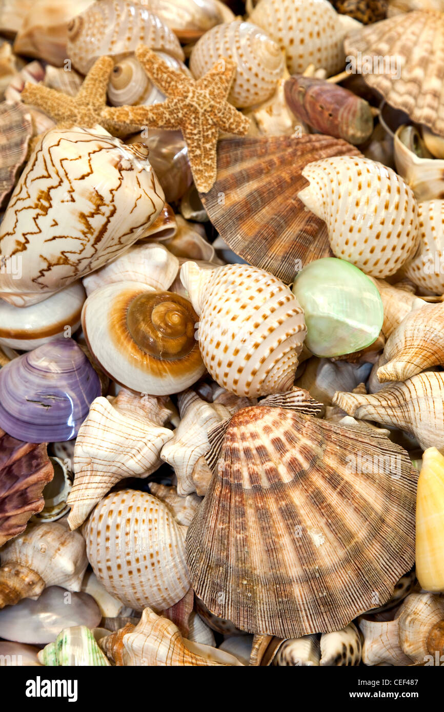 Seashells Collection for background use Stock Photo - Alamy