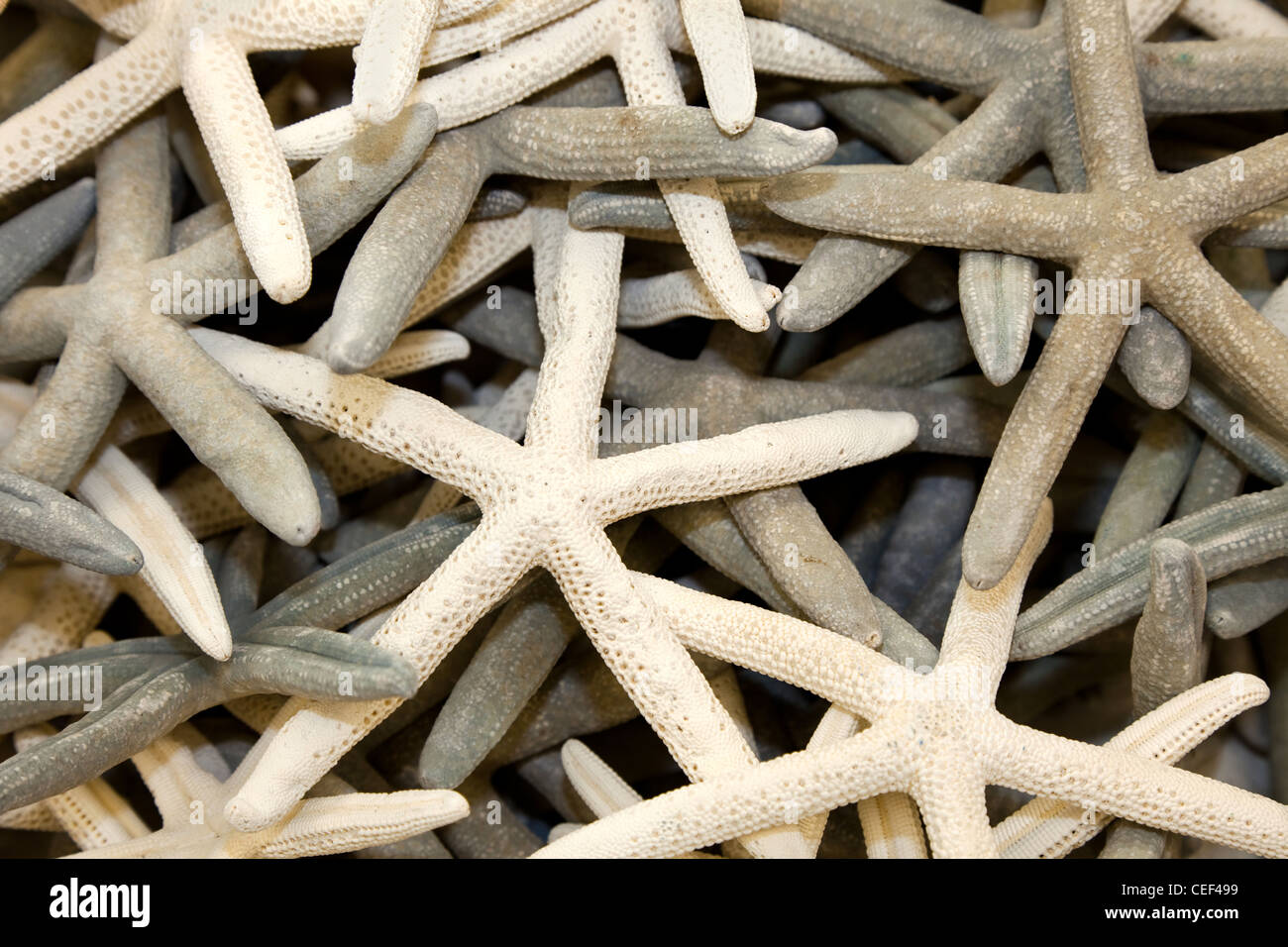 Starfish close up for background Stock Photo - Alamy
