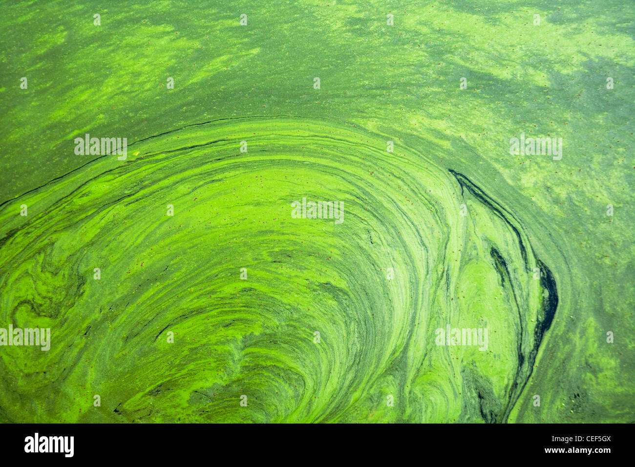 Algae on the water, Indhar Lake, Udaipur, Rajasthan, India Stock Photo ...