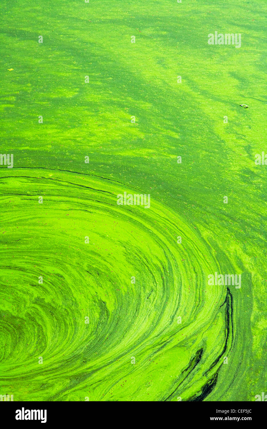 Algae on the water, Indhar Lake, Udaipur, Rajasthan, India Stock Photo ...