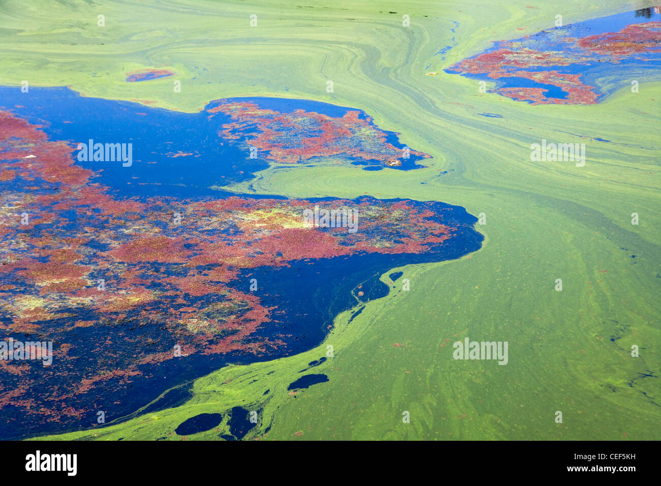 Algae on the water, Indhar Lake, Udaipur, Rajasthan, India Stock Photo ...