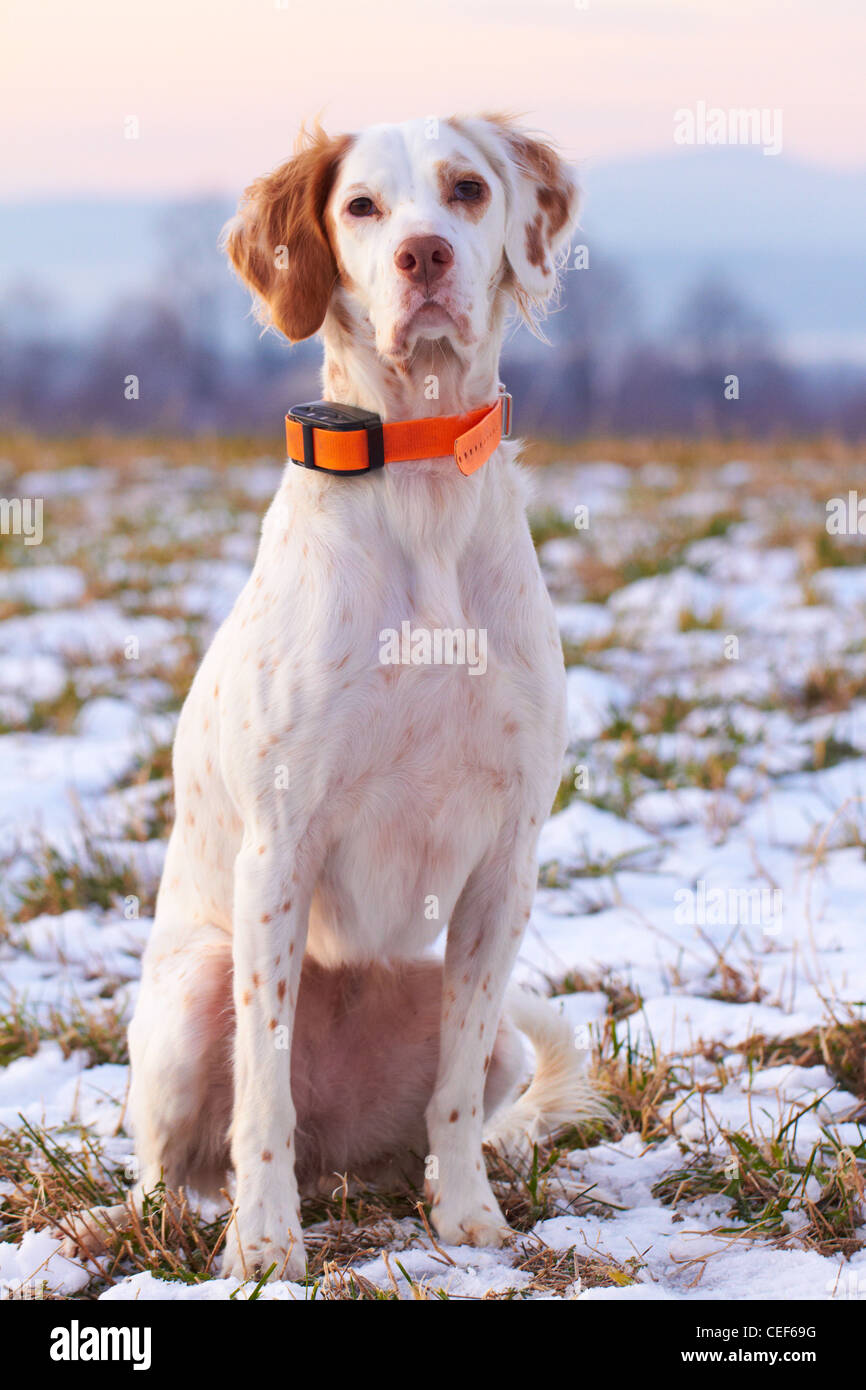 Working setter hi-res stock photography and images - Alamy
