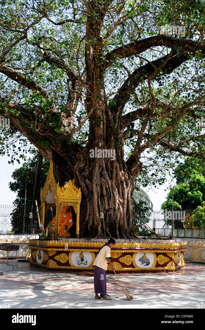 woman sweeping cleaning boddhi tree buddhism buddhist shrine Shwedagon ...