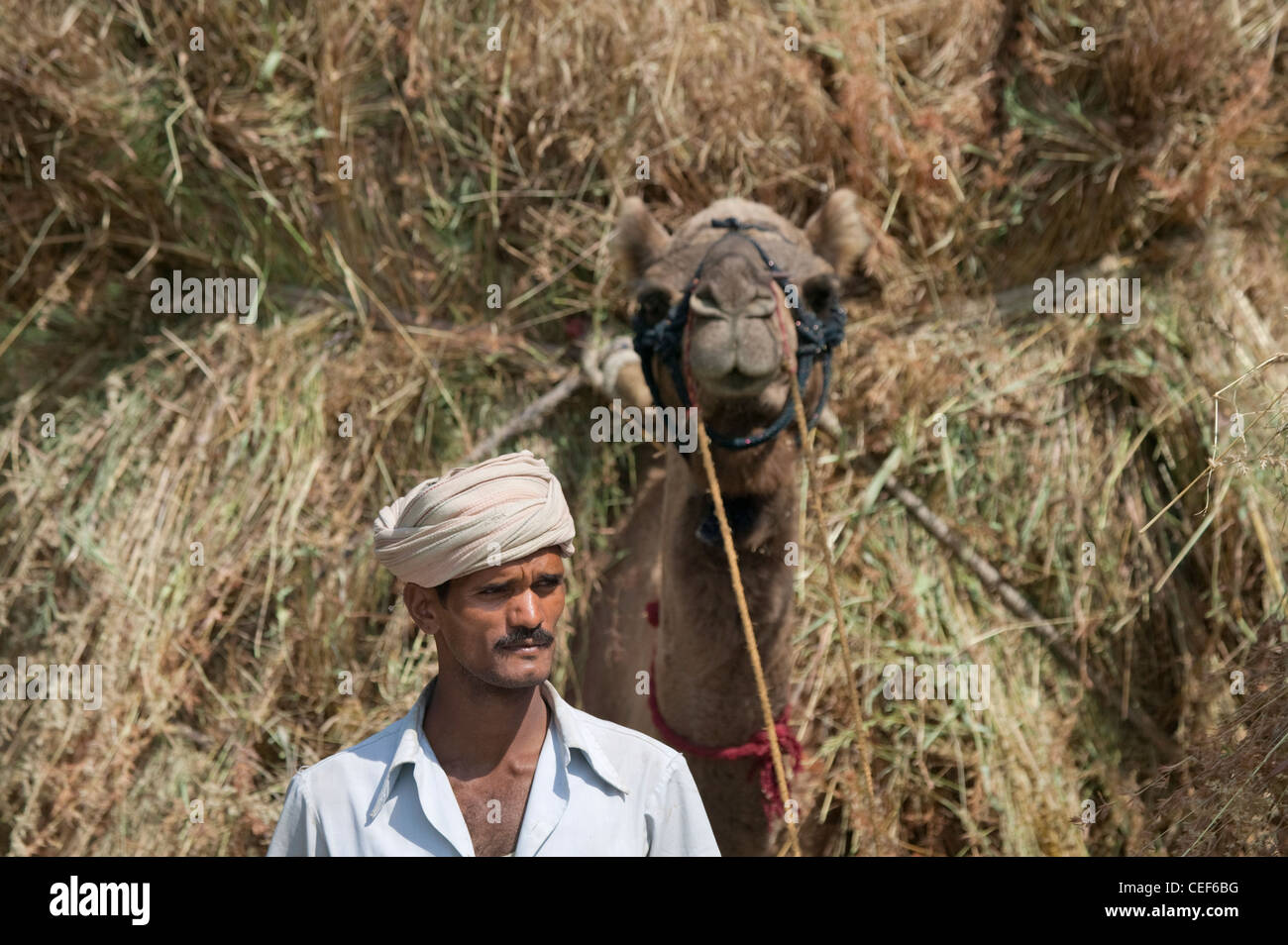 Camel carrying wheat, Udaipur, Rajasthan, India Stock Photo - Alamy