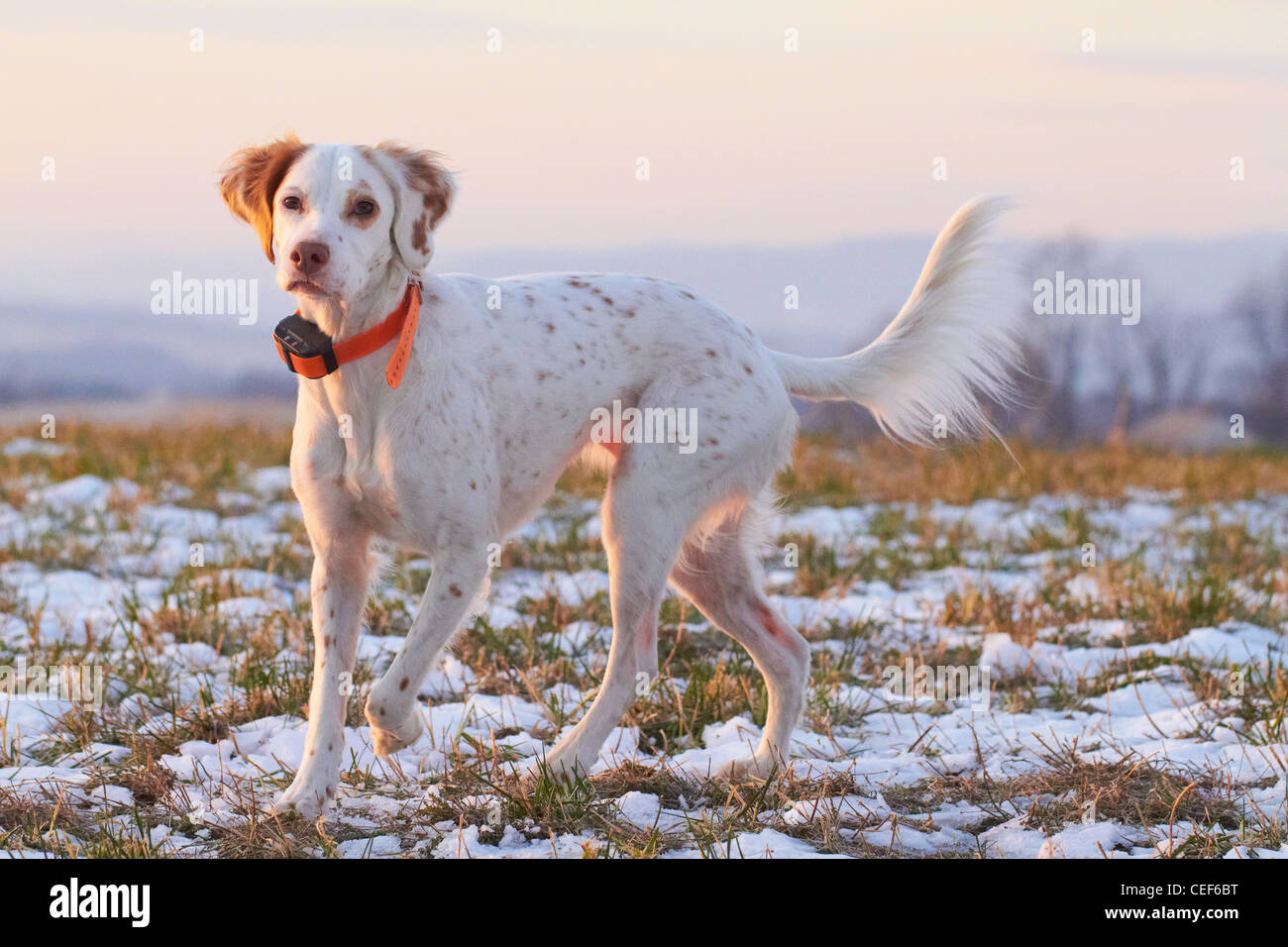 Orange belton setter hi-res stock photography and images - Alamy