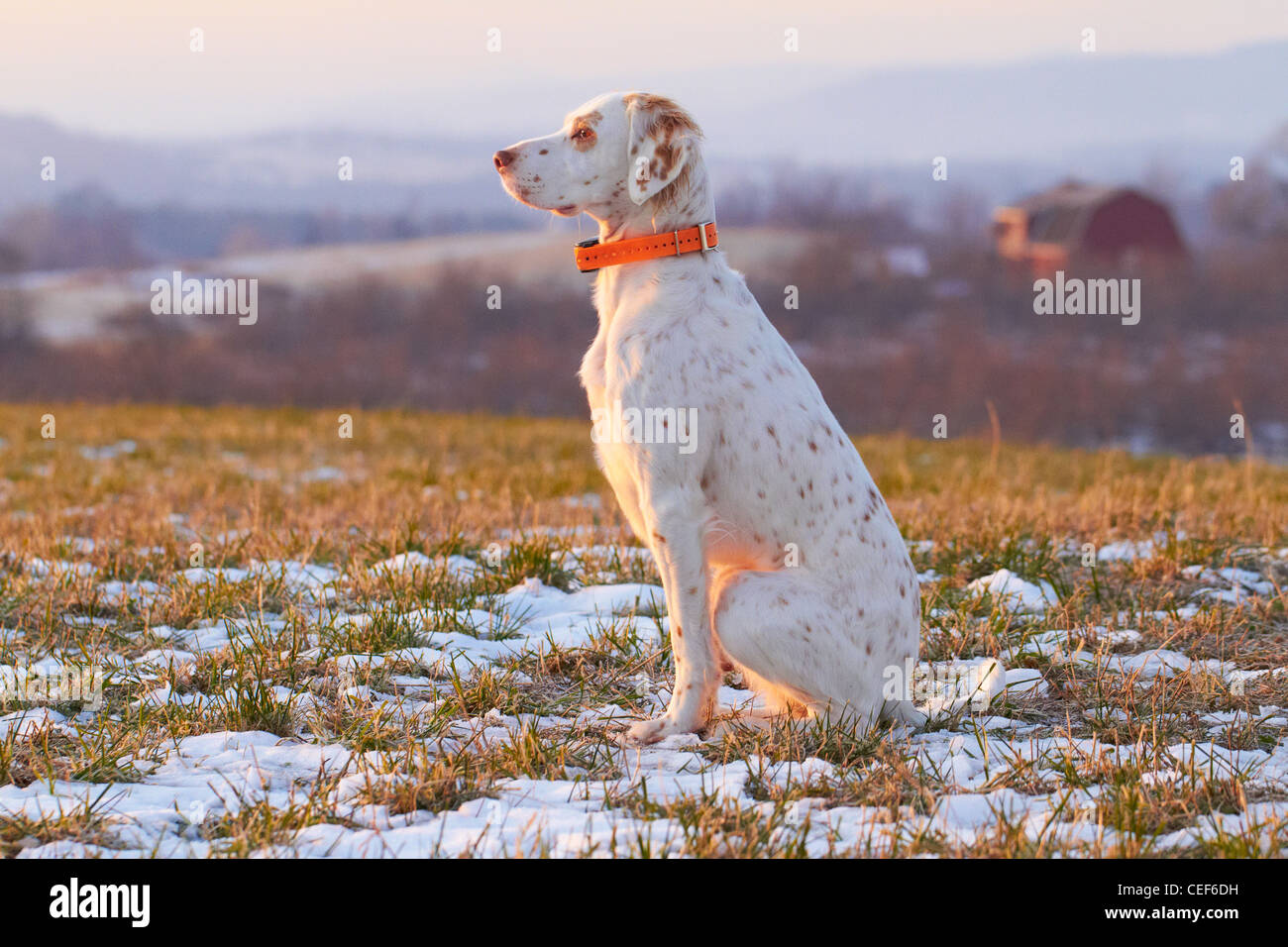 English setter orange hi-res stock photography and images - Alamy