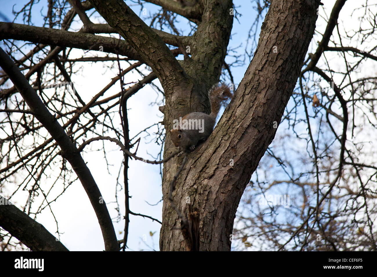 Squirrel looking down from a tree Stock Photo - Alamy