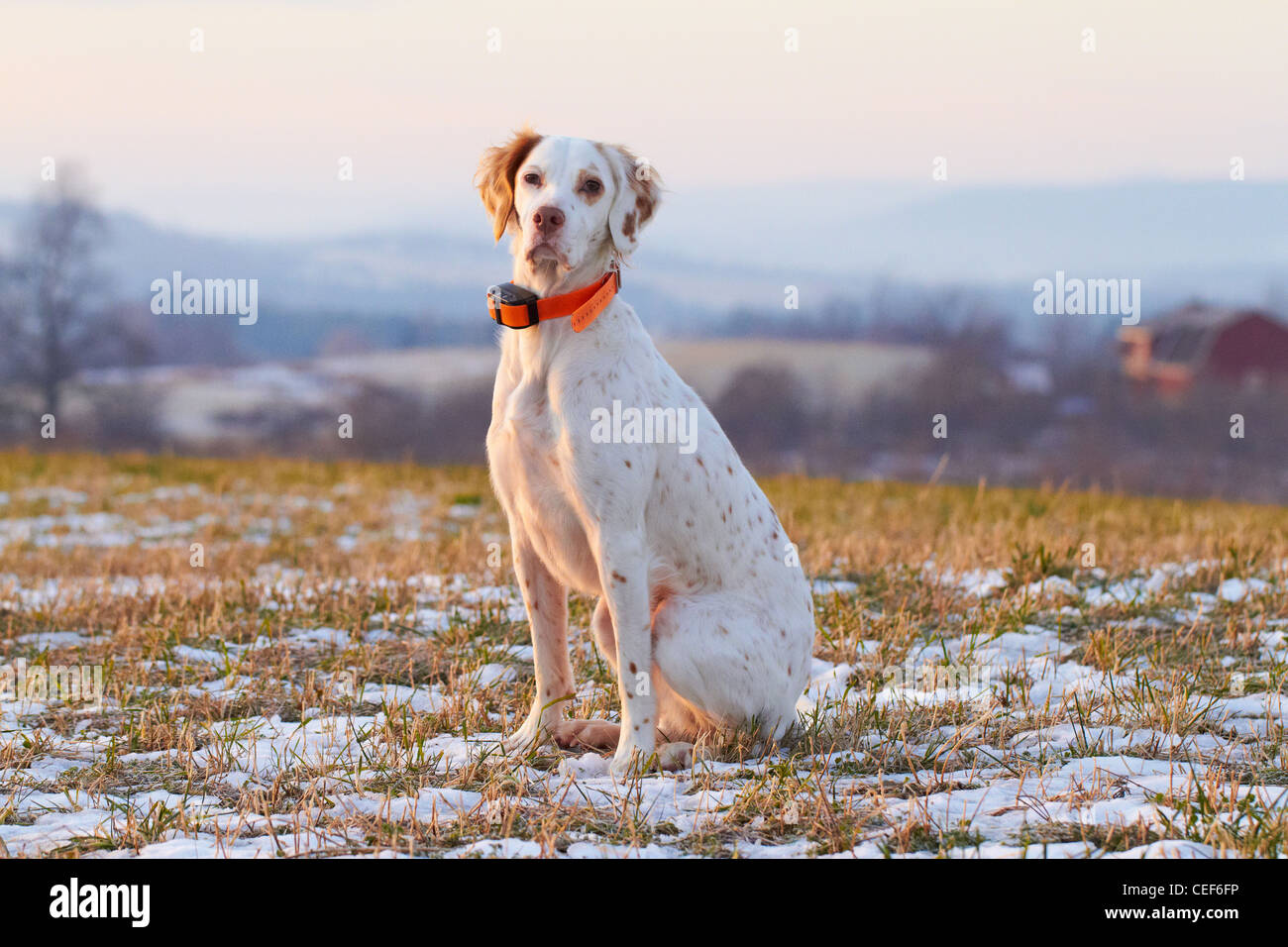 Working setter hi-res stock photography and images - Alamy