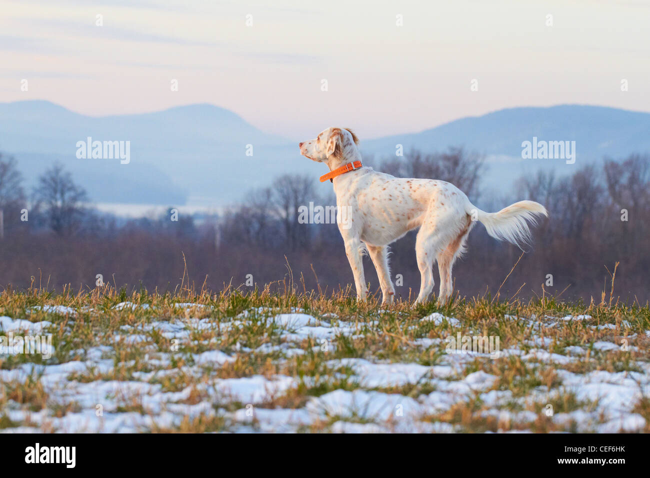 Portrait of an English Setter Stock Photo - Alamy