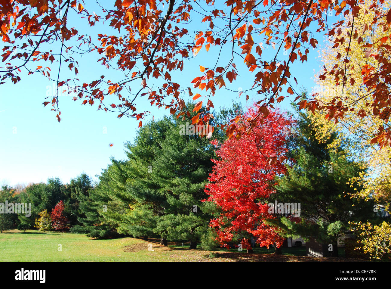 Vertical fall autumn nature hi-res stock photography and images - Alamy