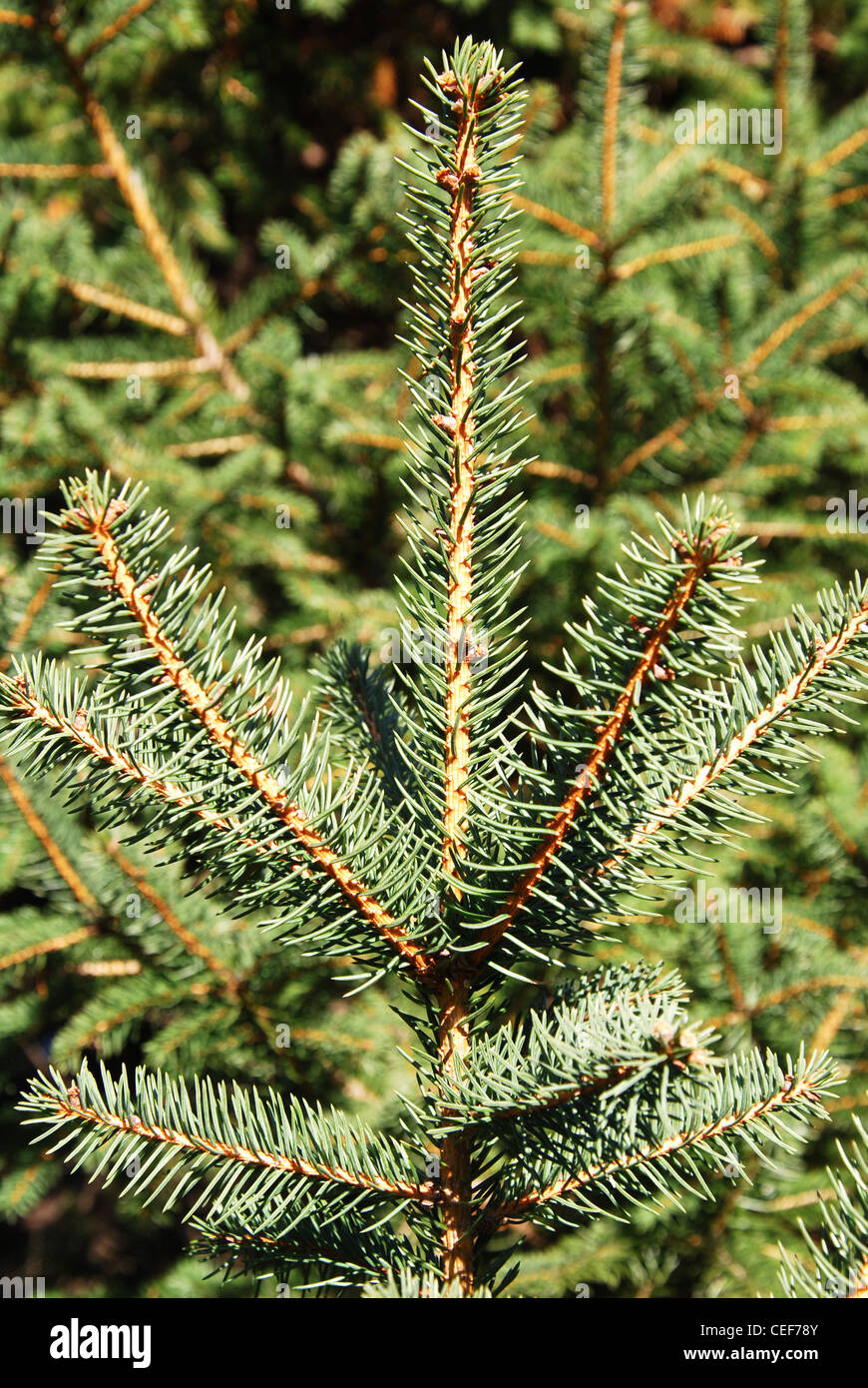 Fir tree garden hi-res stock photography and images - Alamy