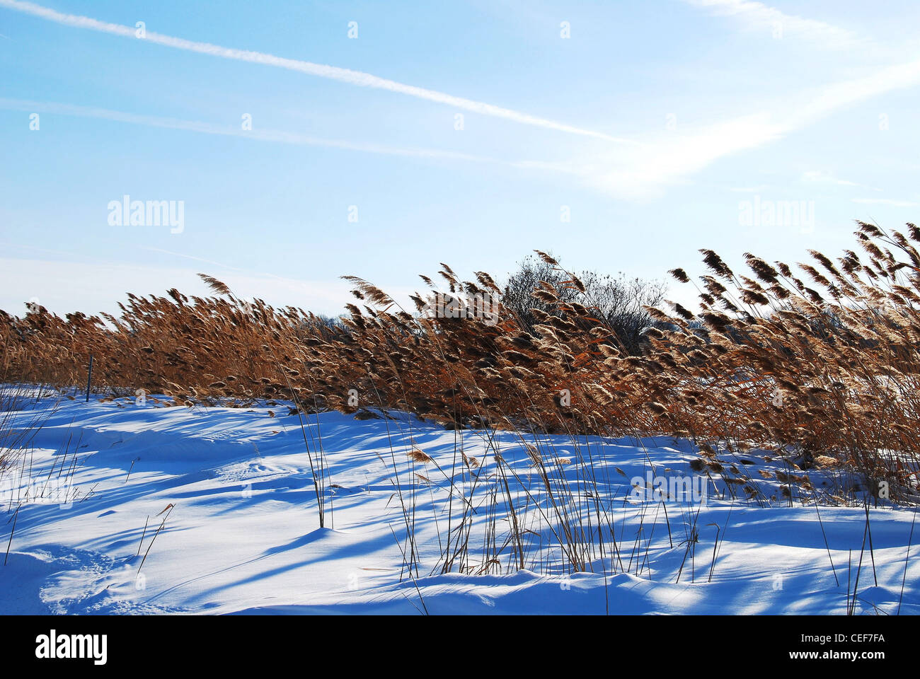 Tree dry reed landscape hi-res stock photography and images - Alamy