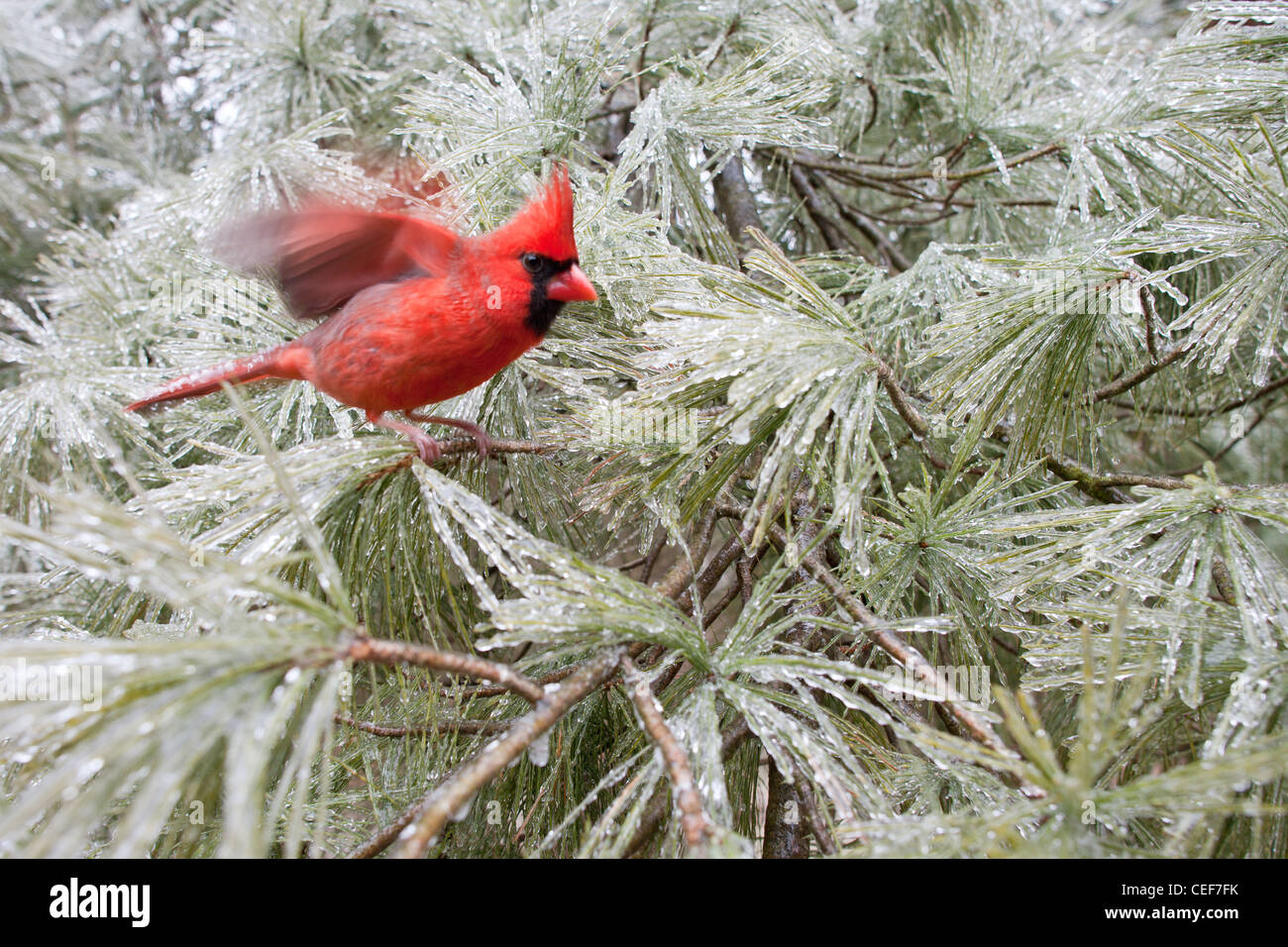 Northern Cardinal in Ice Covered White Pine Tree Stock Photo - Alamy