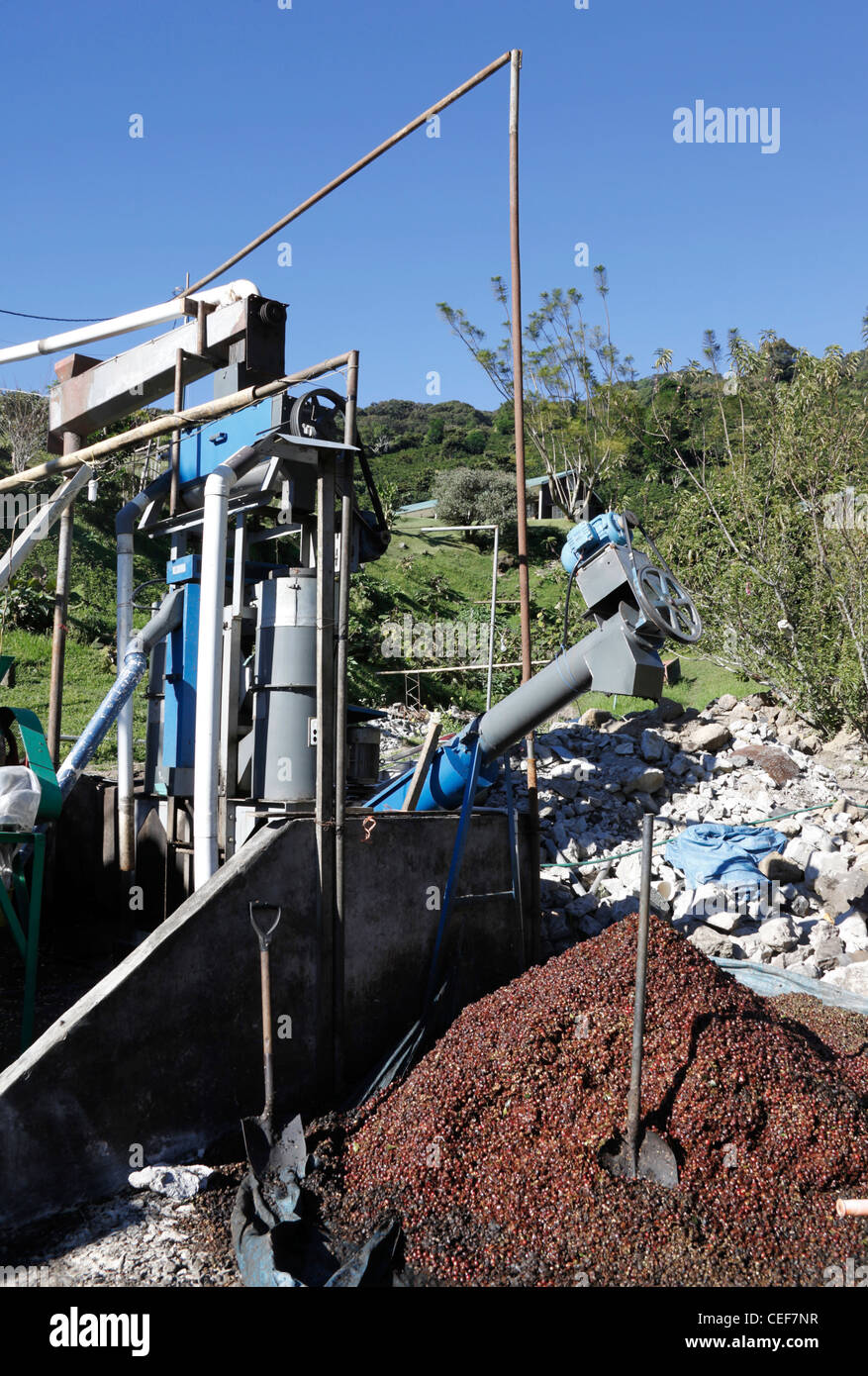 Separated coffee bean husks to be used for compost at Finca Lerida ...