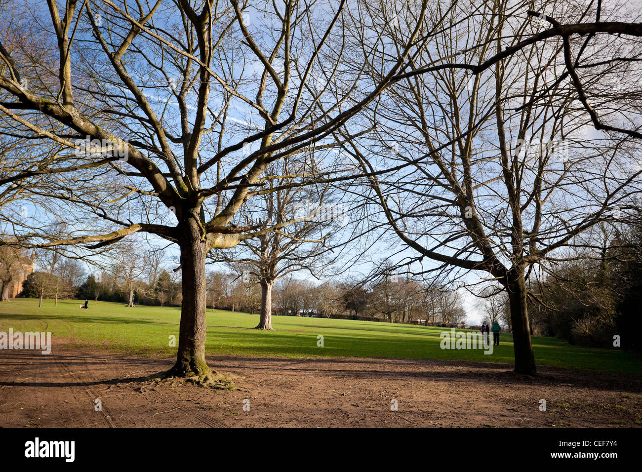Leafless trees in a park Stock Photo - Alamy
