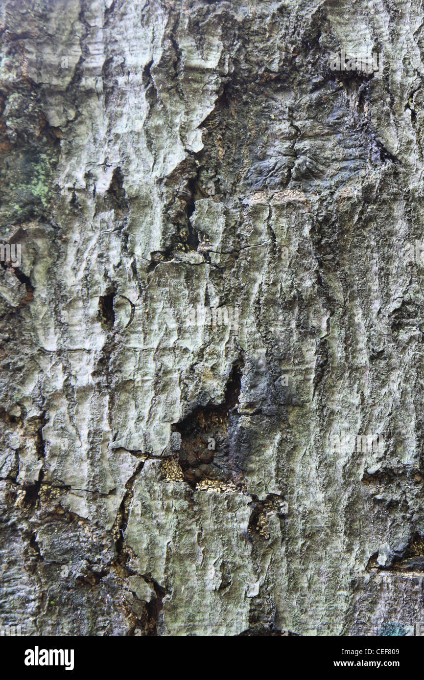 green n tree bark texture background Stock Photo - Alamy