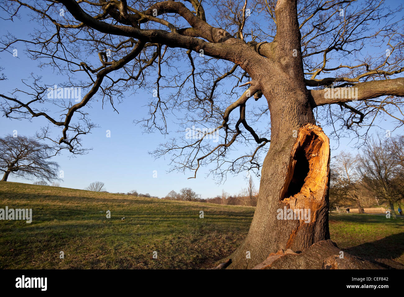 Leafless tree hi-res stock photography and images - Alamy