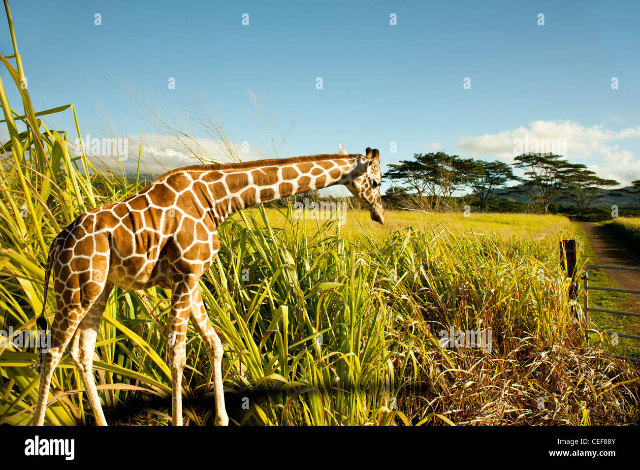 Giraffe taking a walk Stock Photo - Alamy