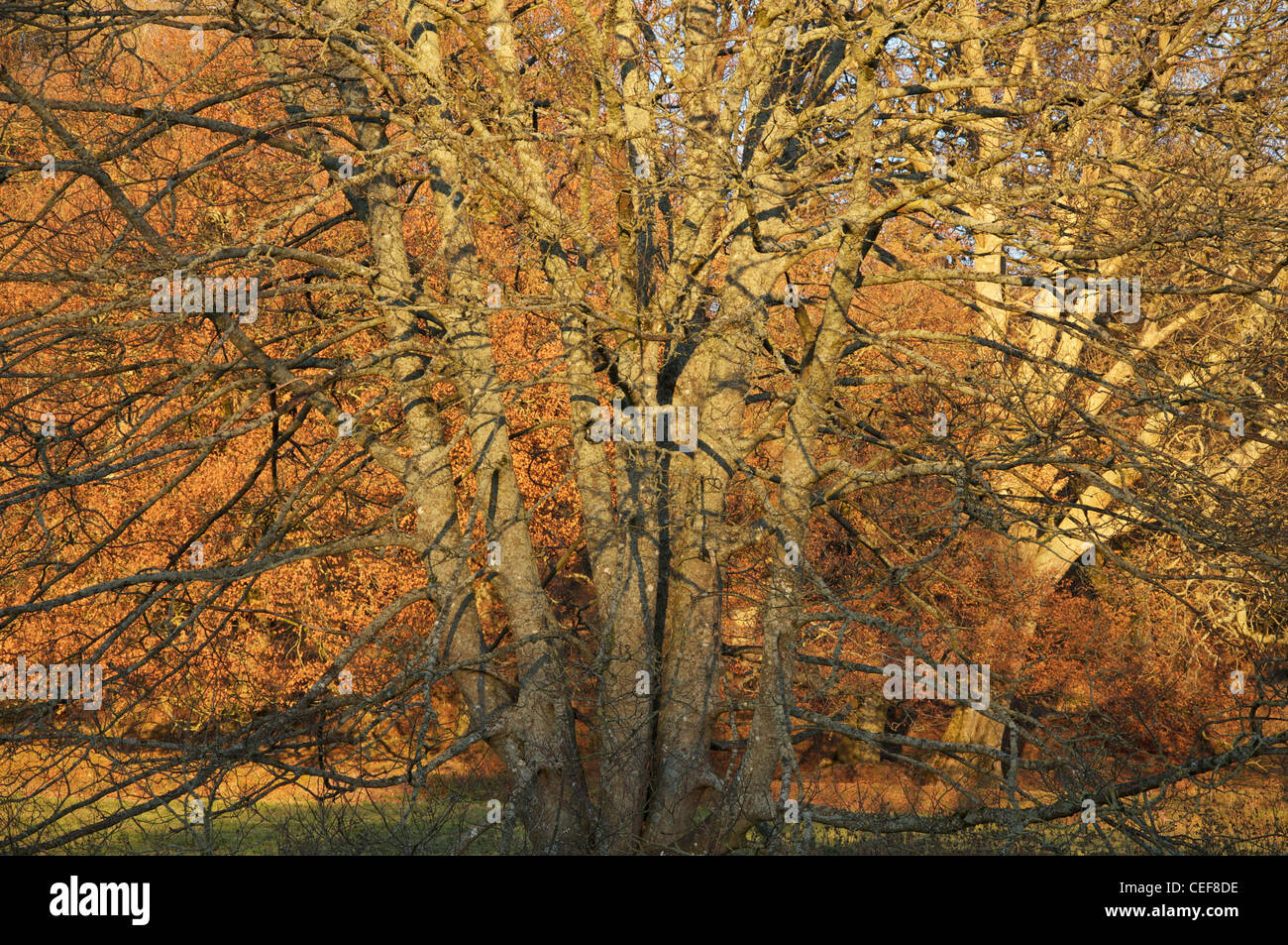 A large Sycamore tree (Acer pseudoplatanus) in winter, catching the ...