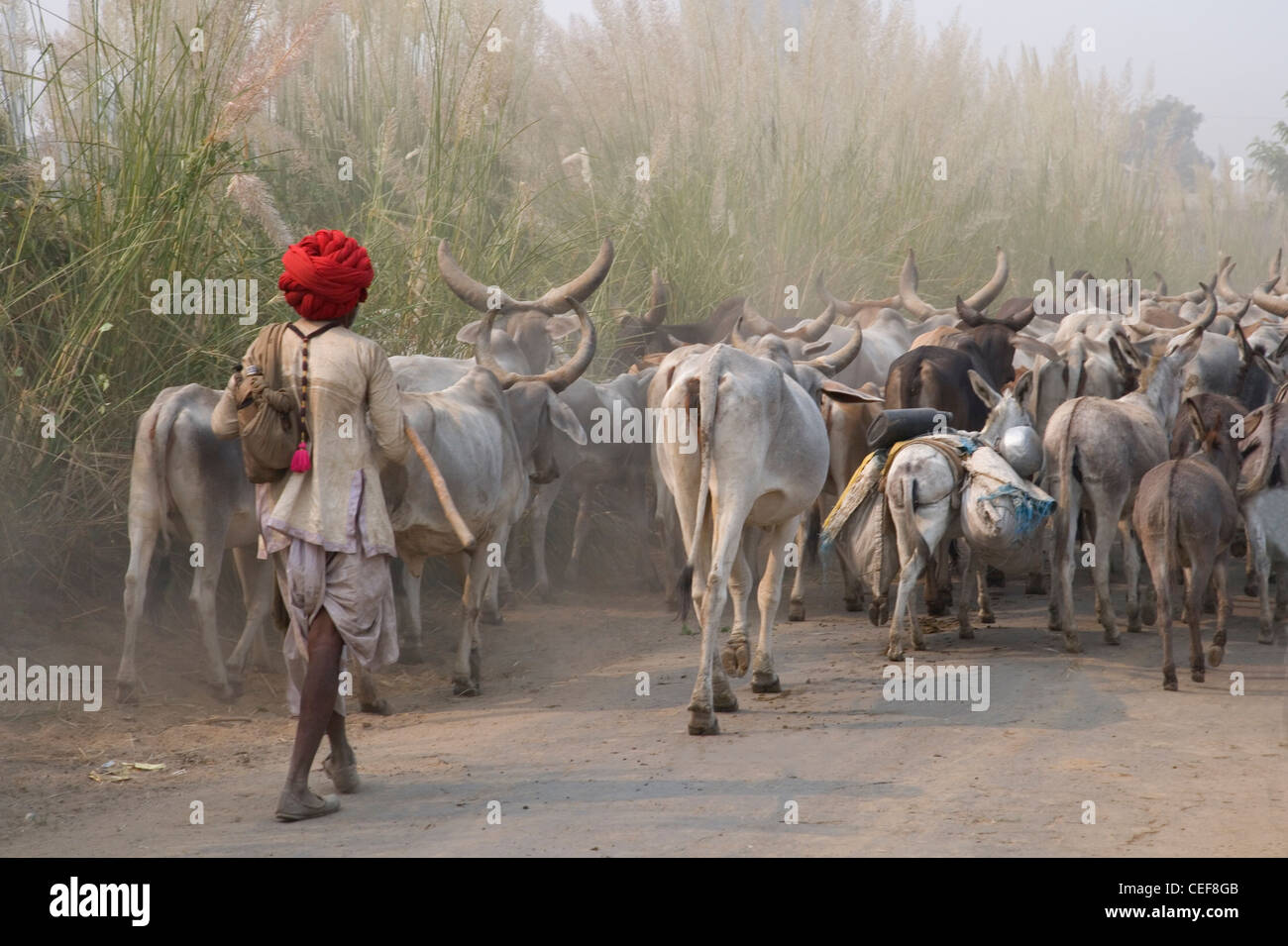 Indian man with cows hi-res stock photography and images - Alamy
