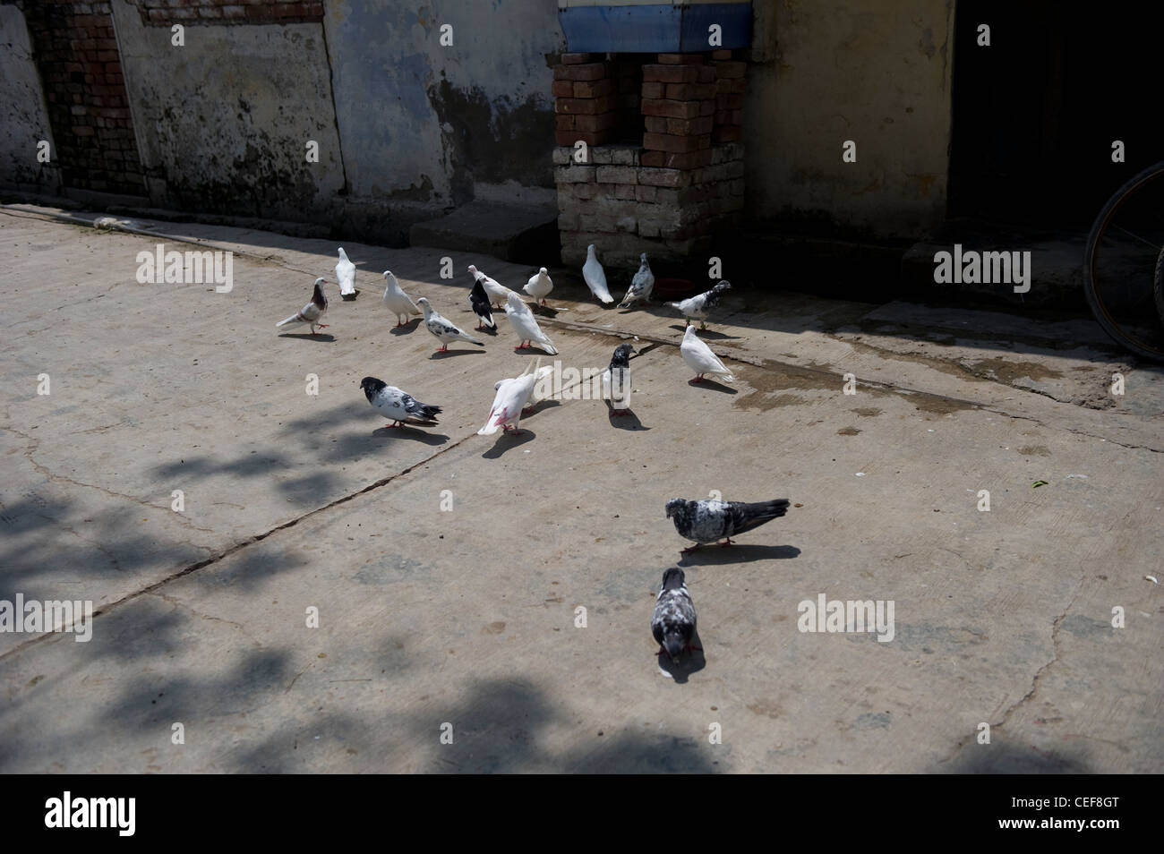 Kabutar hi-res stock photography and images - Alamy