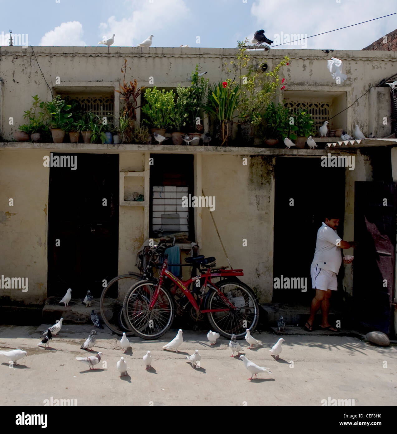 Kabutar Baazi Pigeon gaming sport of North India Stock Photo - Alamy