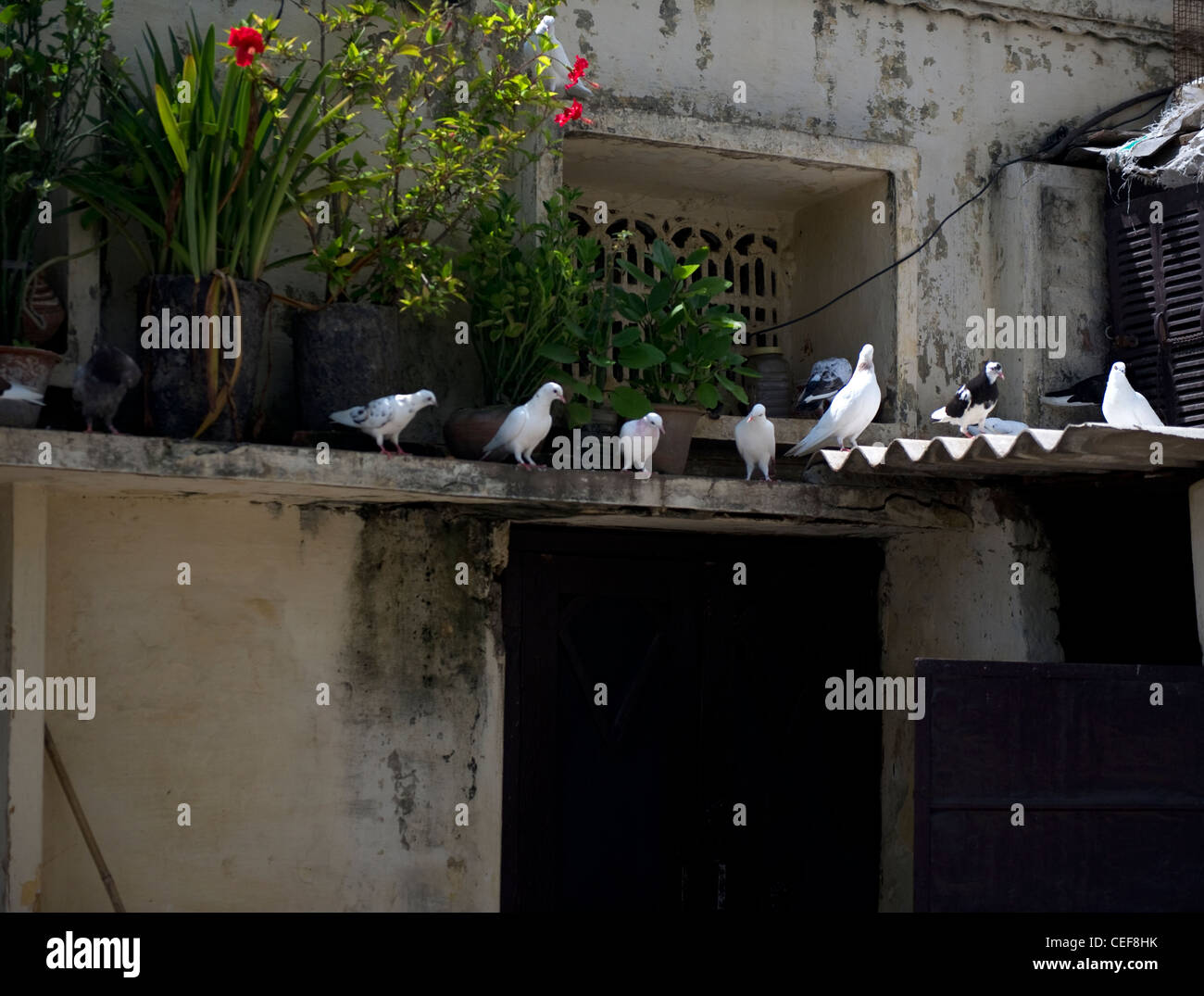 Kabutar hi-res stock photography and images - Alamy