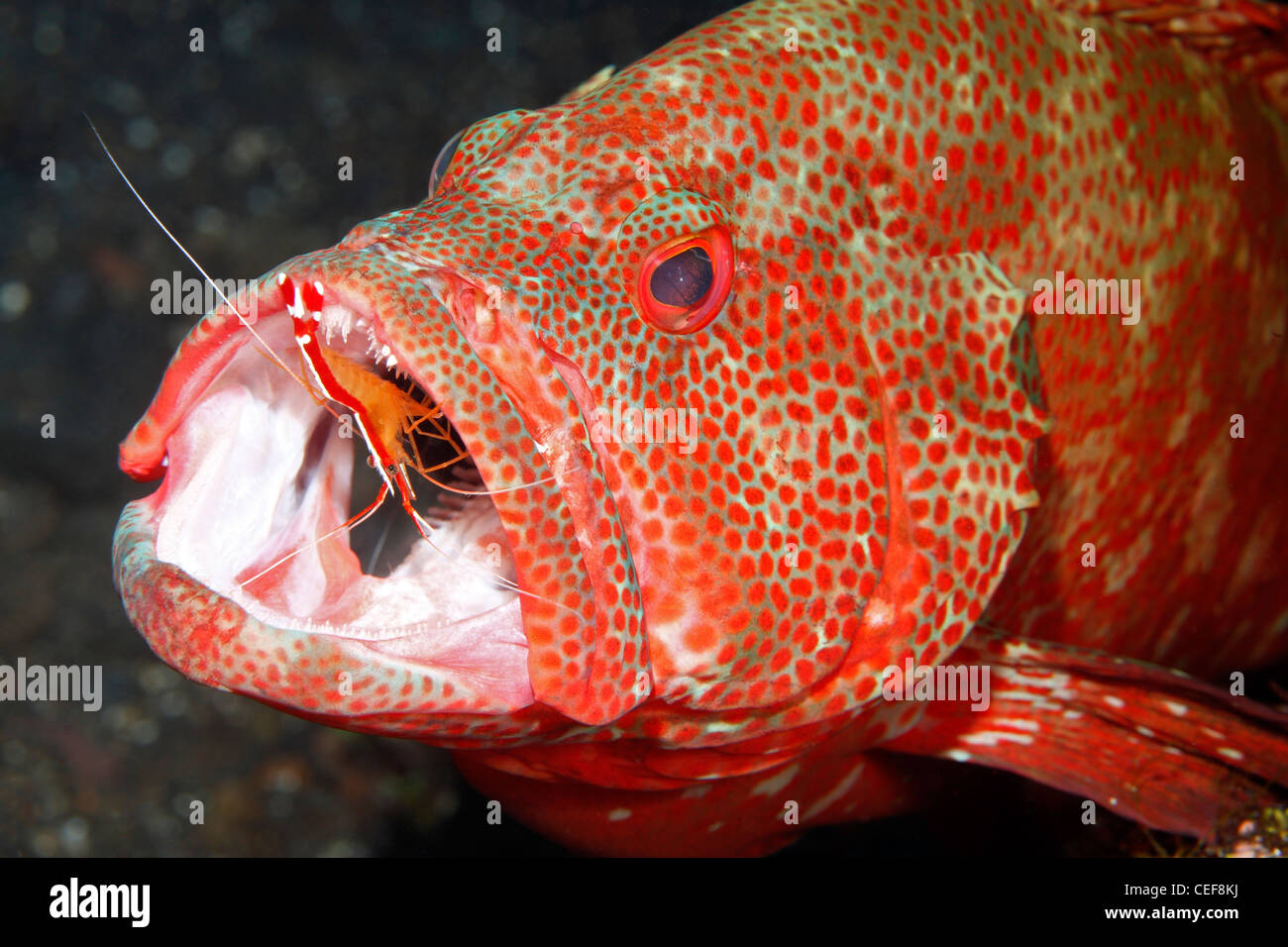 Tomato Cod, or Tomato Grouper, Cephalopholis sonnerati, being cleaned ...