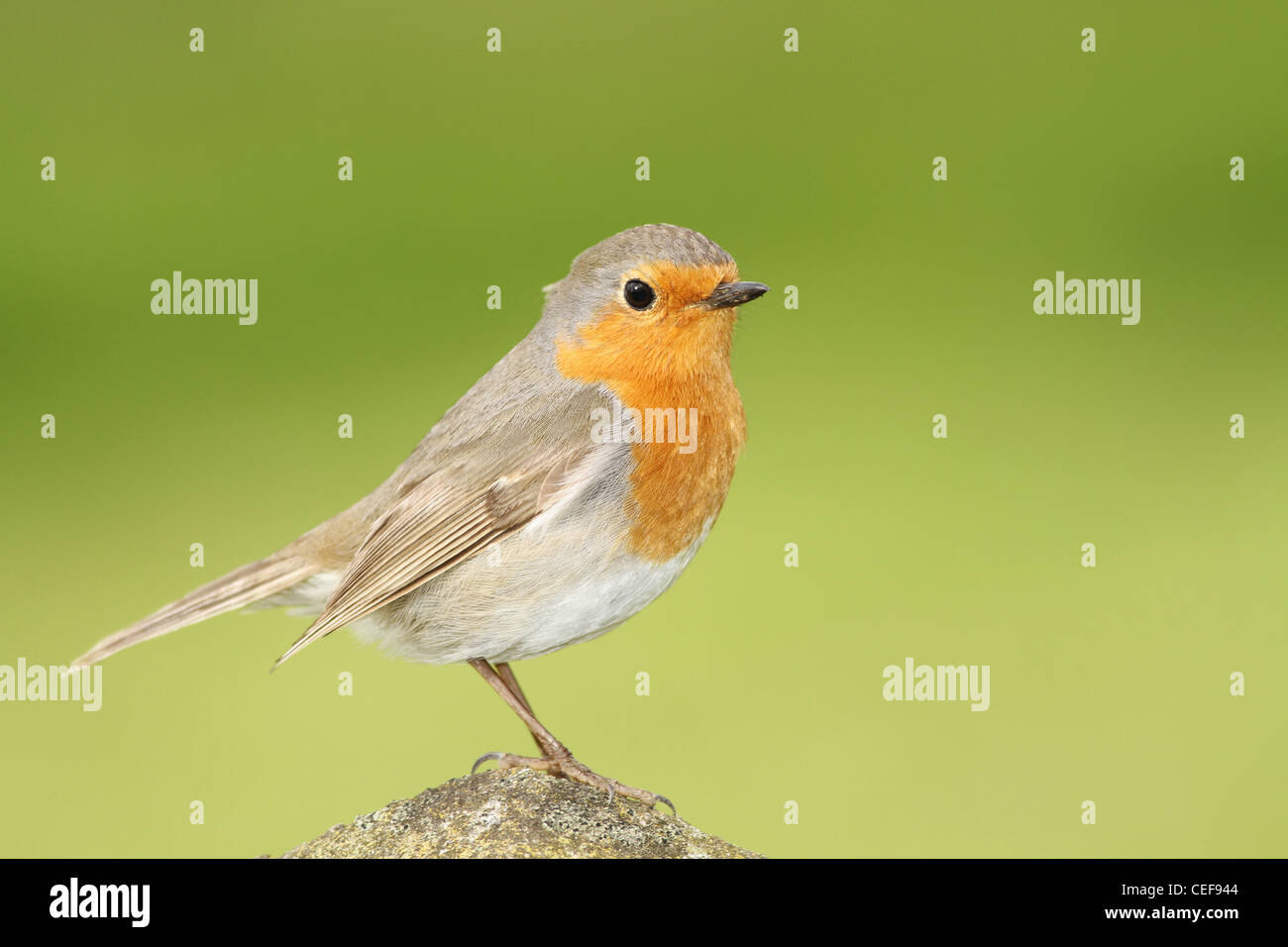 European Robin standing Stock Photo - Alamy
