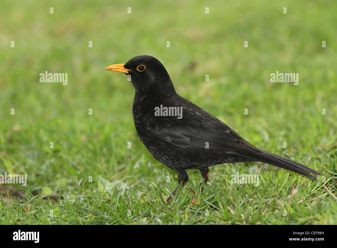 Black bird hi-res stock photography and images - Alamy