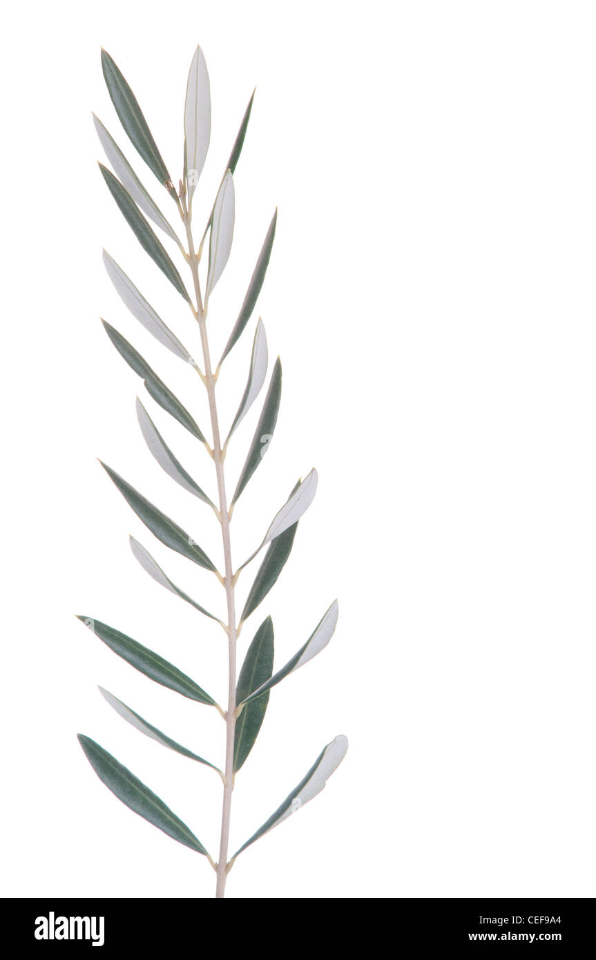 Olive tree branch hi-res stock photography and images - Alamy