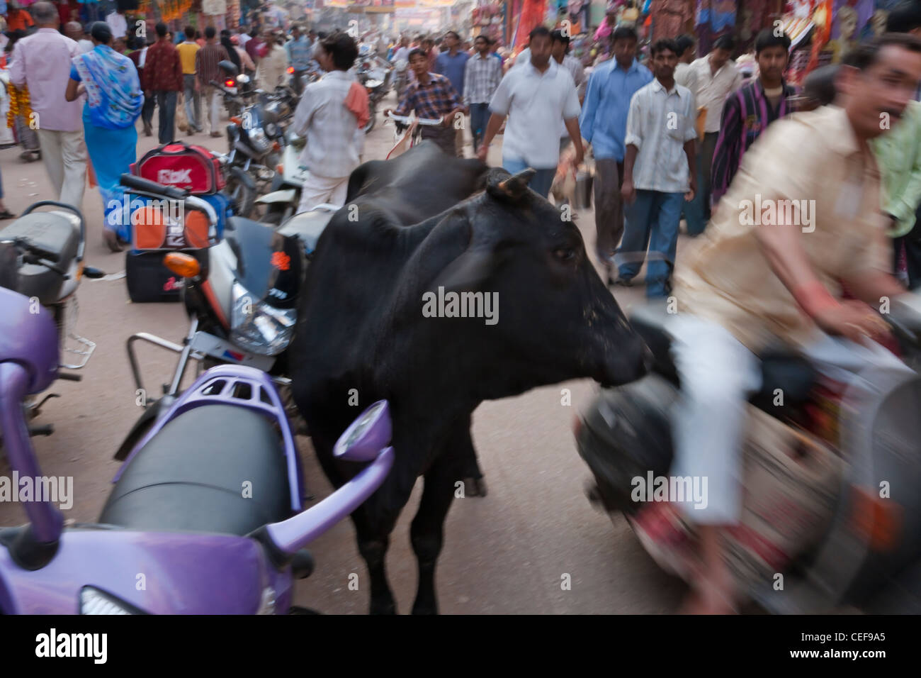 Cows on the road, Varanasi, India Stock Photo - Alamy