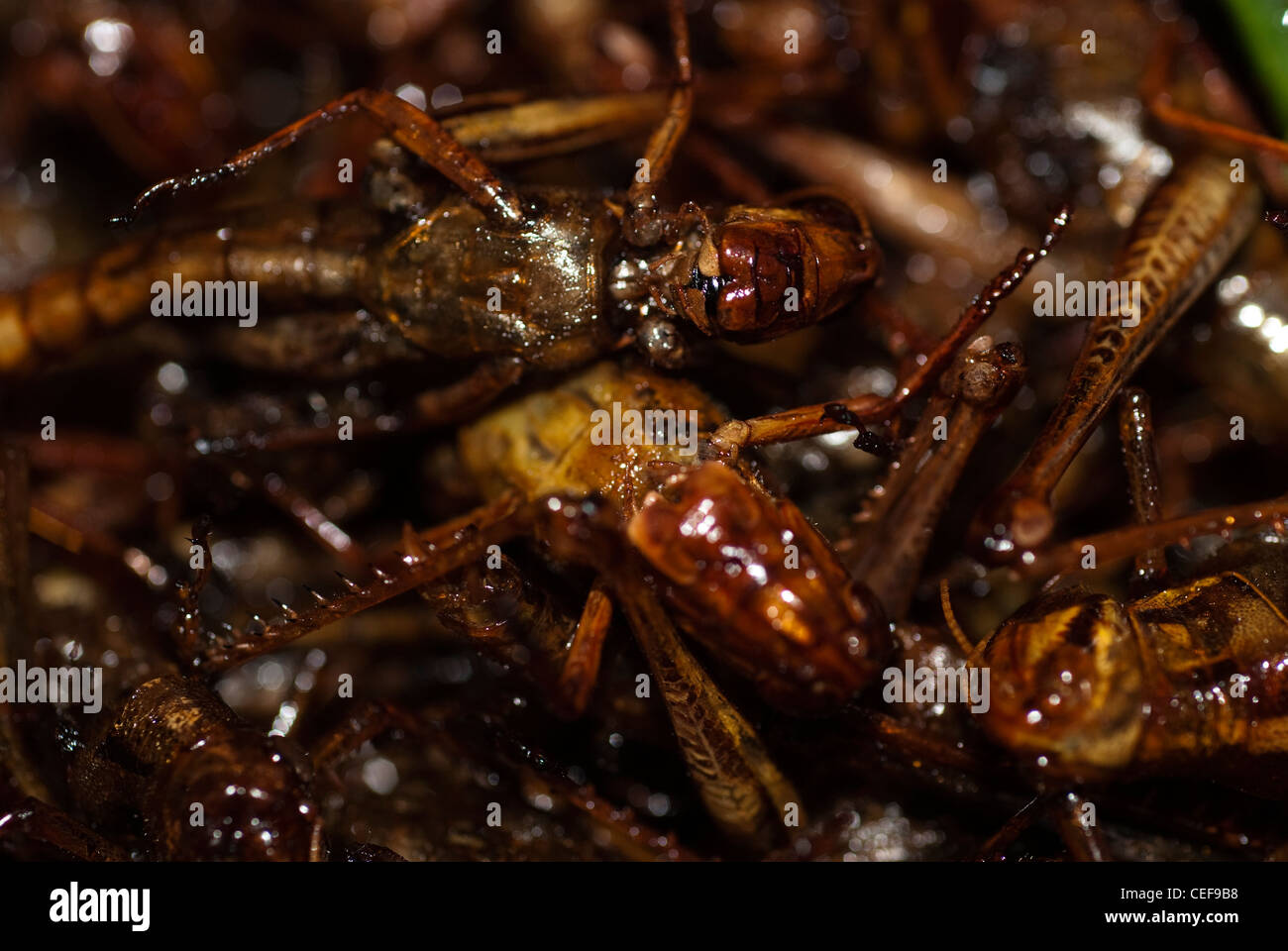 interesting Insect eating from a local market in Phuket Thailand Stock ...