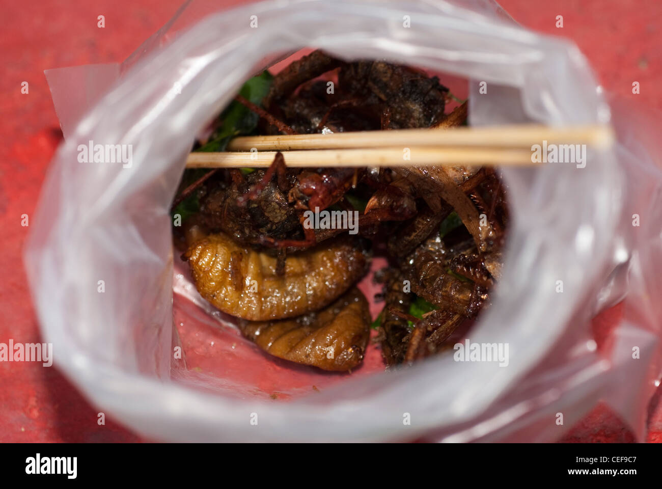 South pacific insects hi-res stock photography and images - Alamy