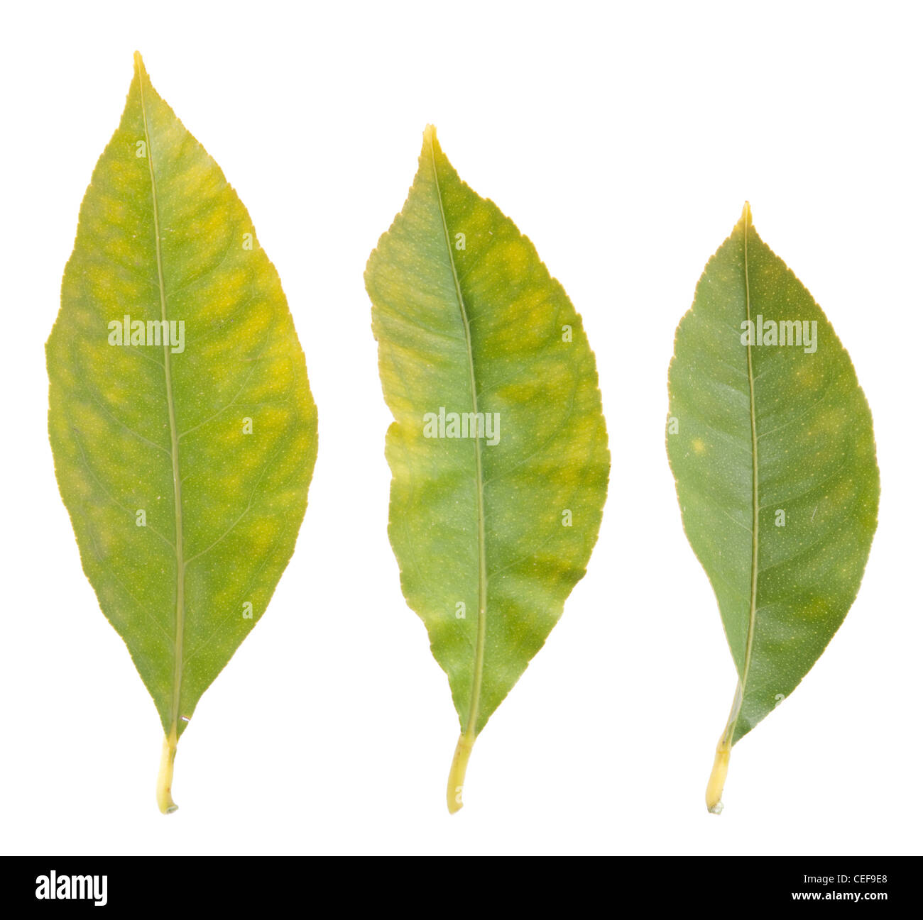 Lemon tree leafs Stock Photo - Alamy