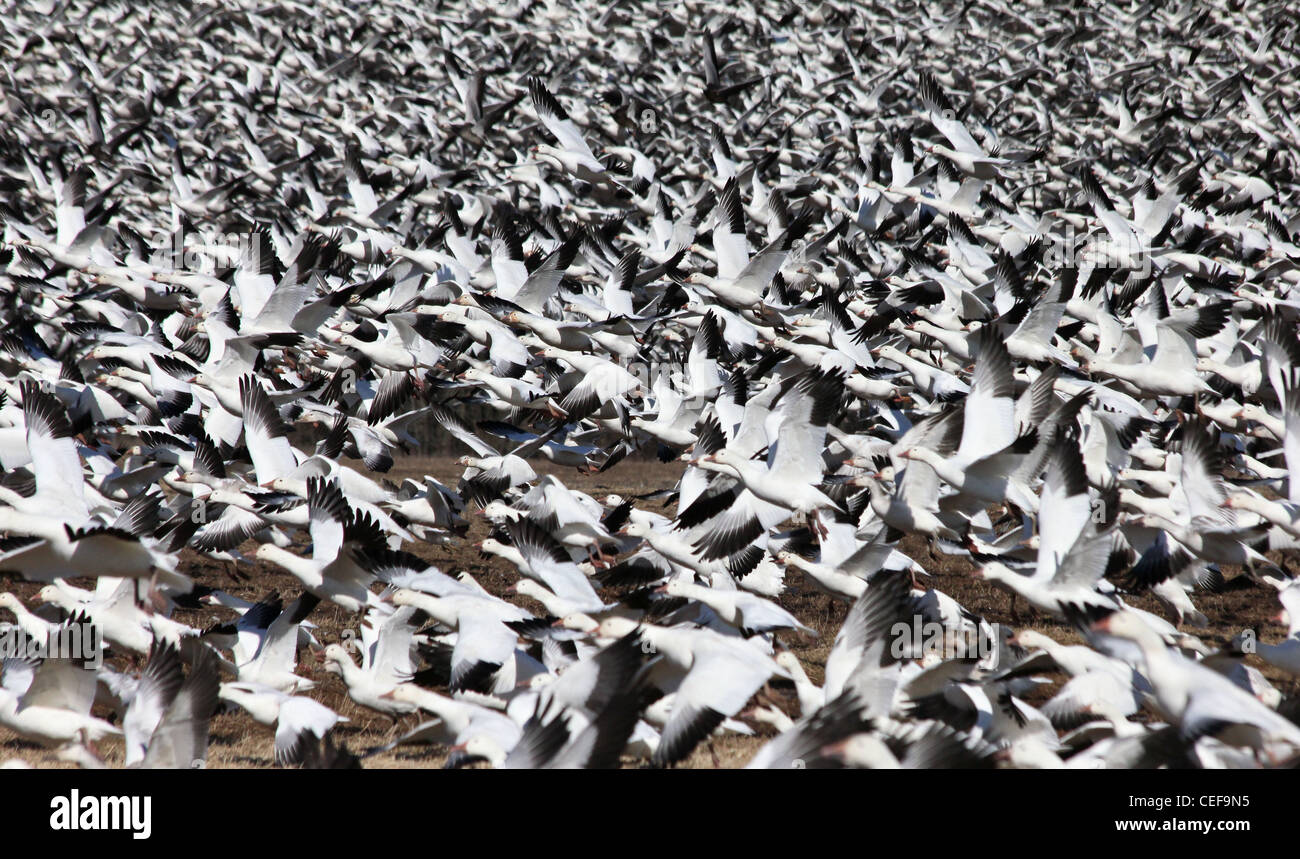 Thousands of snow geese flying off at Middle Creek Wildlife Management ...