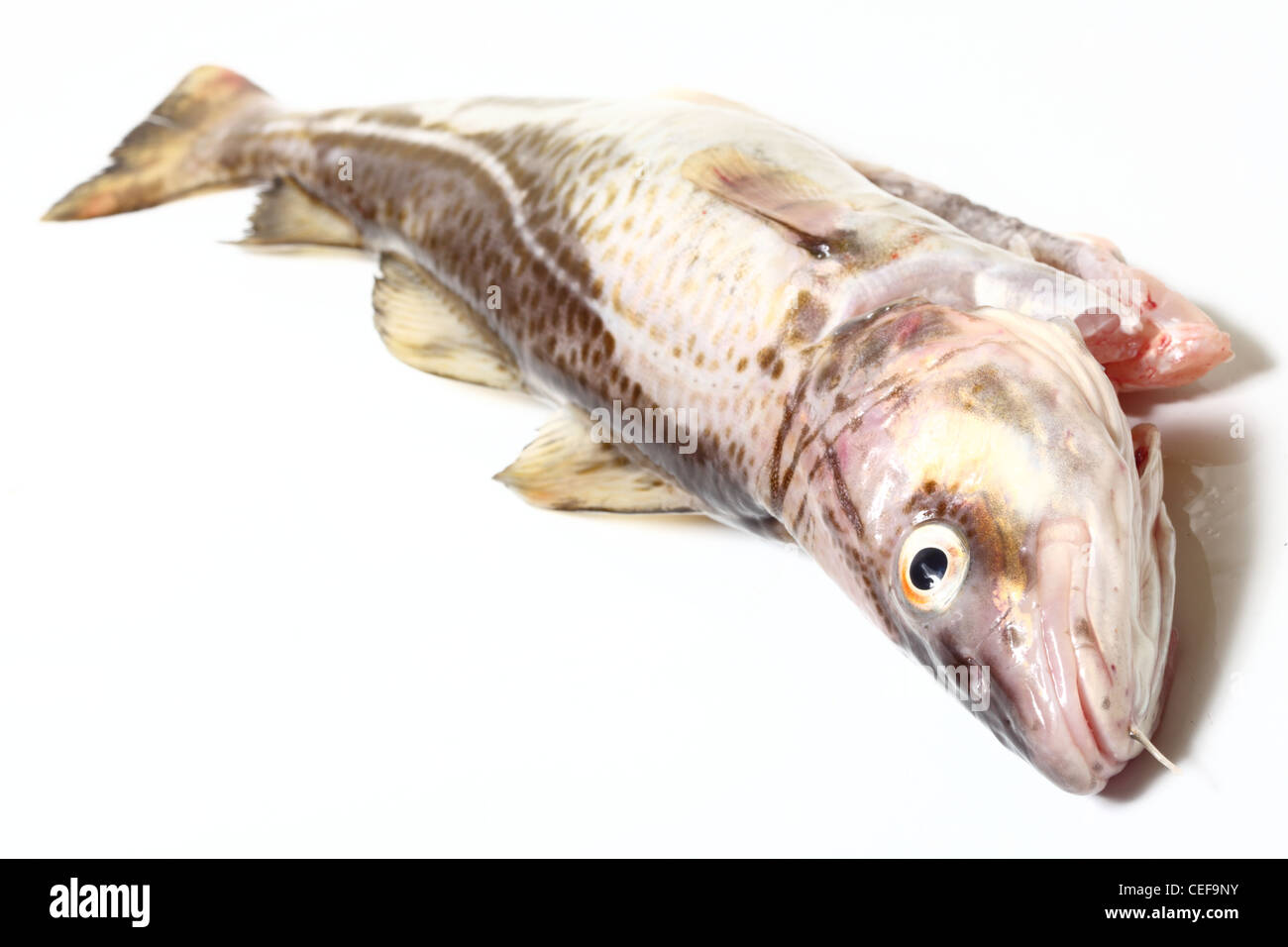 Raw cod fish on white background Stock Photo - Alamy