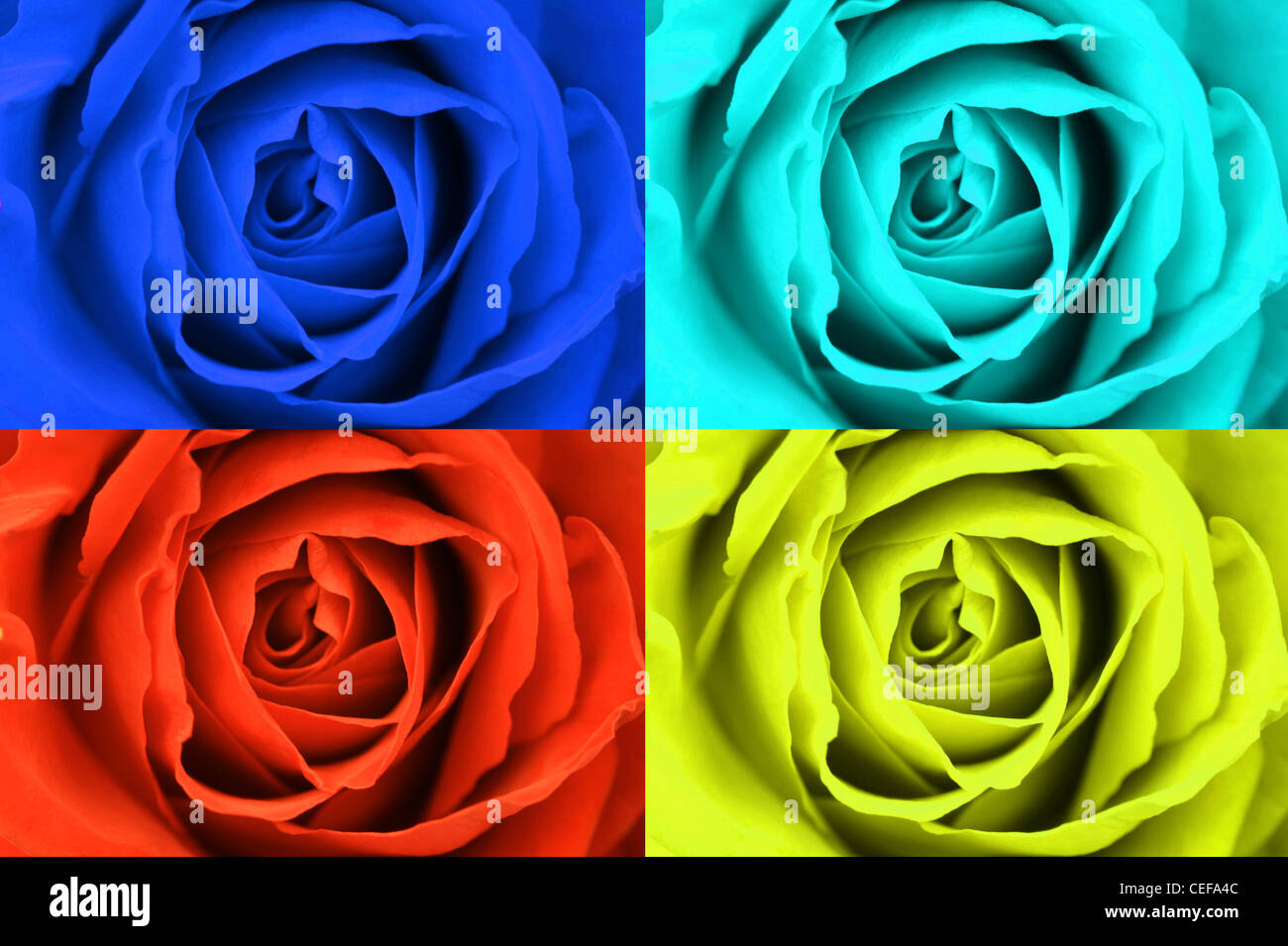 Roses grouped together in various colors Stock Photo - Alamy