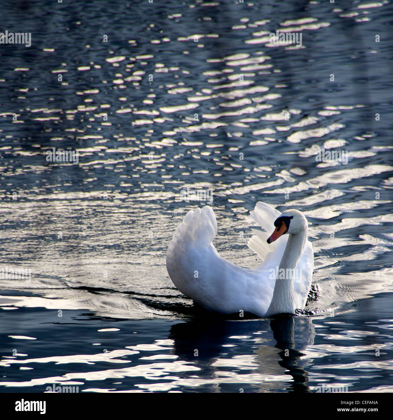 White swan swimming in lake geneva Stock Photo - Alamy