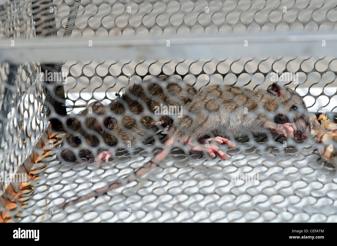 Two mice cage hi-res stock photography and images - Alamy