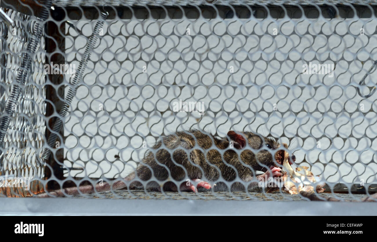 Rat caught in trap mouse hi-res stock photography and images - Alamy