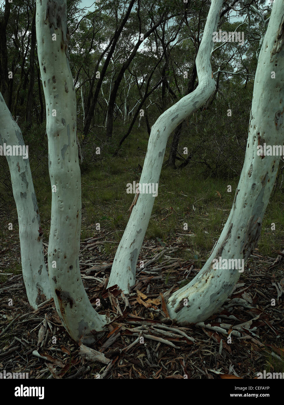 Lignotuber hi-res stock photography and images - Alamy