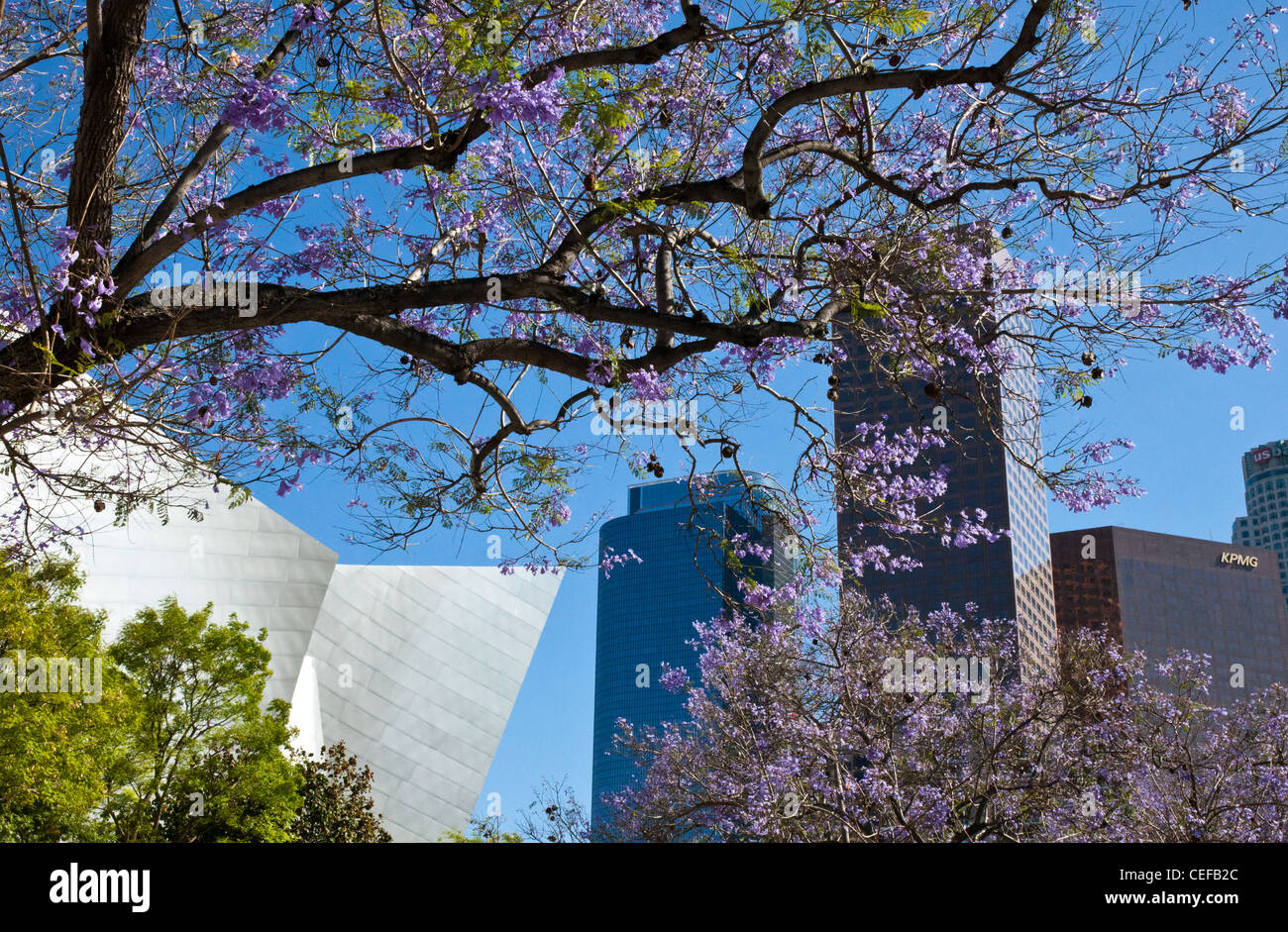 U.S.A., California, Los Angeles, downtown, a flowering tree Stock Photo ...