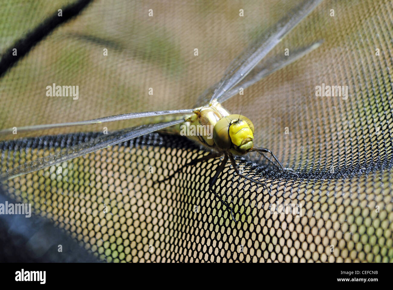 Club tailed dragonfly hi-res stock photography and images - Alamy