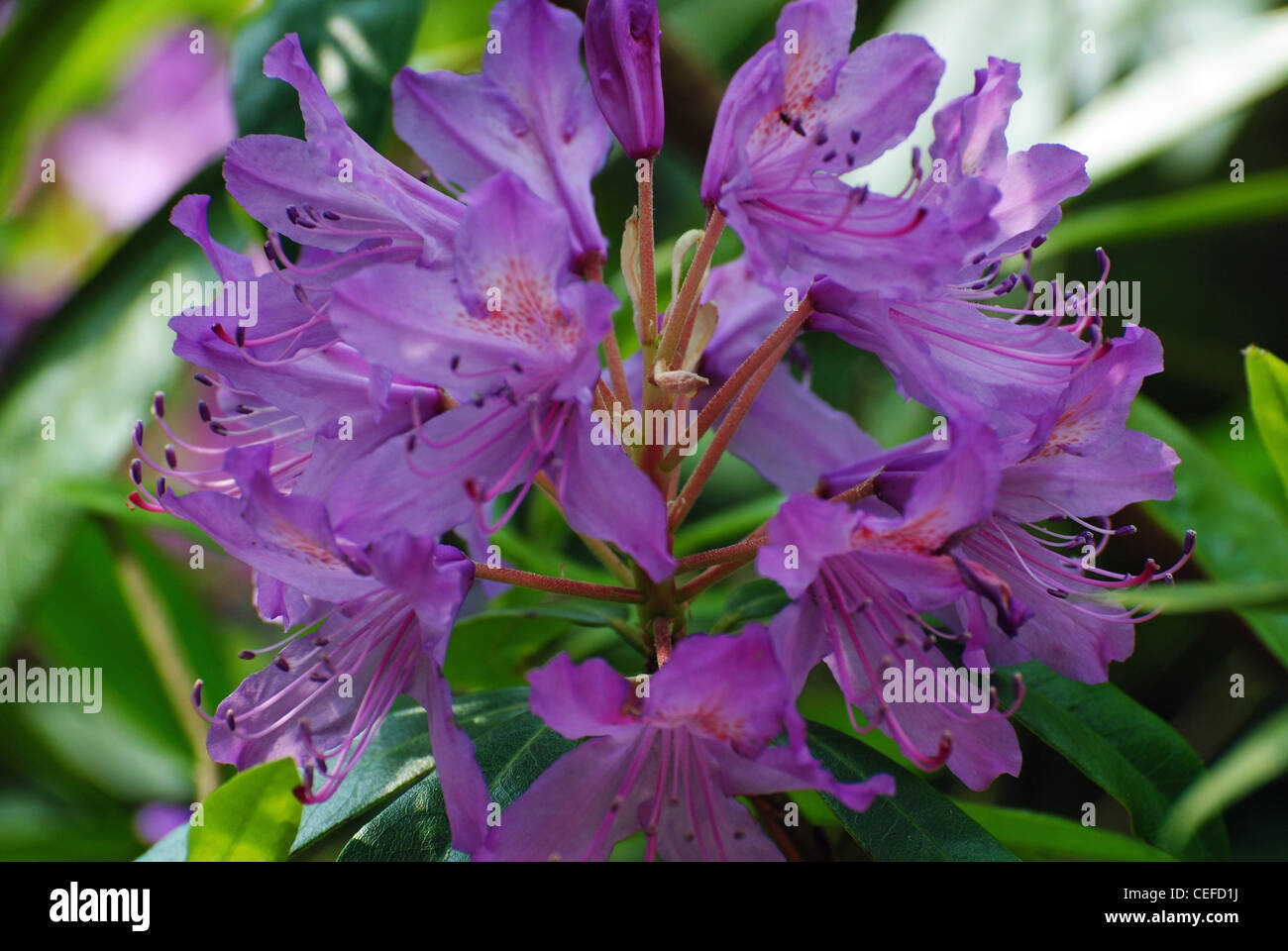 Rhododendron (Azalea Stock Photo - Alamy