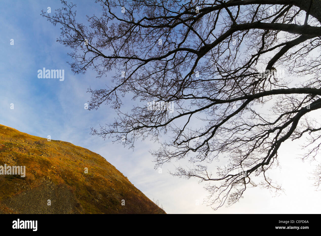 Brough Law in the Ingram / Breamish Valley framed by a bare, winter ...